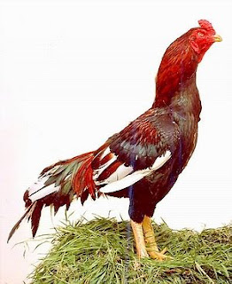 mianwalionline: REZA ASIL